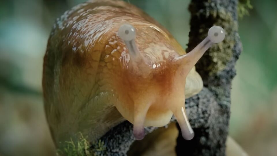 A Determined Slug Shows His Mettle for Wealthsimple | Muse by Clios